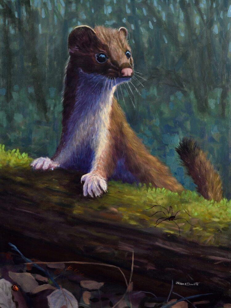 One Afternoon – Stoat (Short Tailed Weasel) Oil on Canvas18×24 SOLD ...